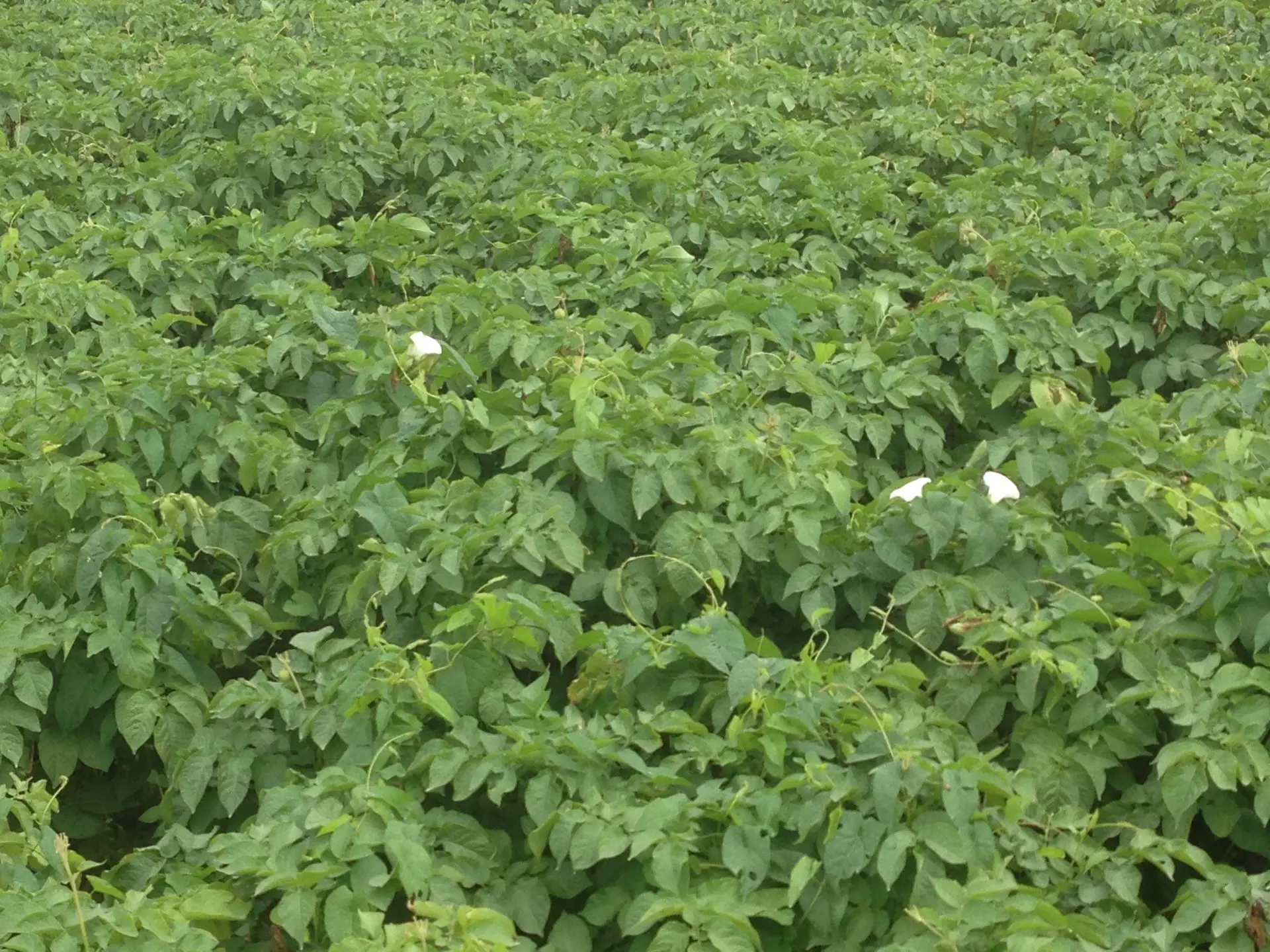 SIMONE | vdbornecampus.com